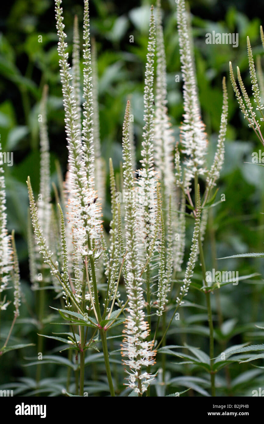 Veronicastrum virginicum album hi-res stock photography and images - Alamy