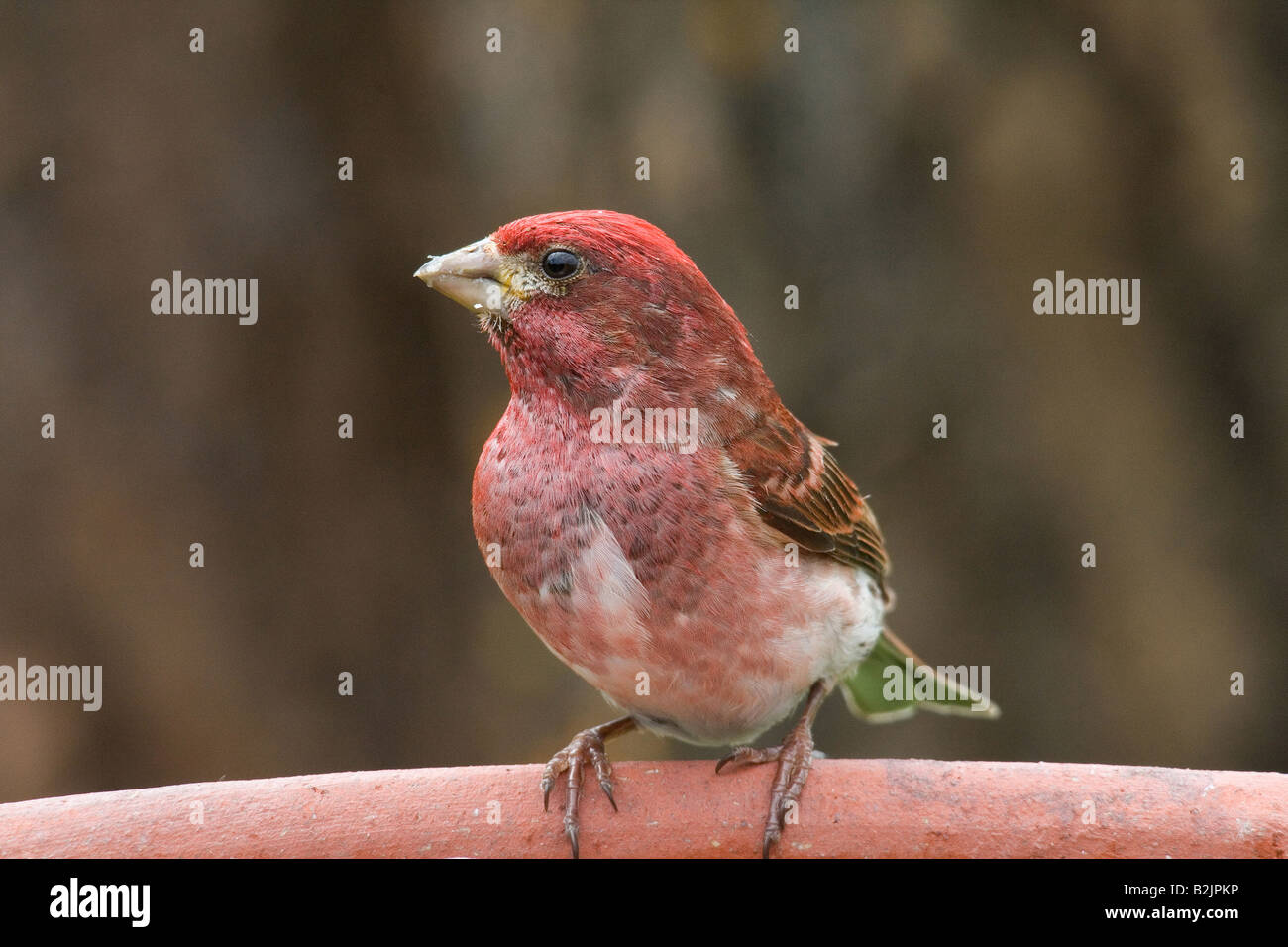 Red finch nest hi-res stock photography and images - Alamy