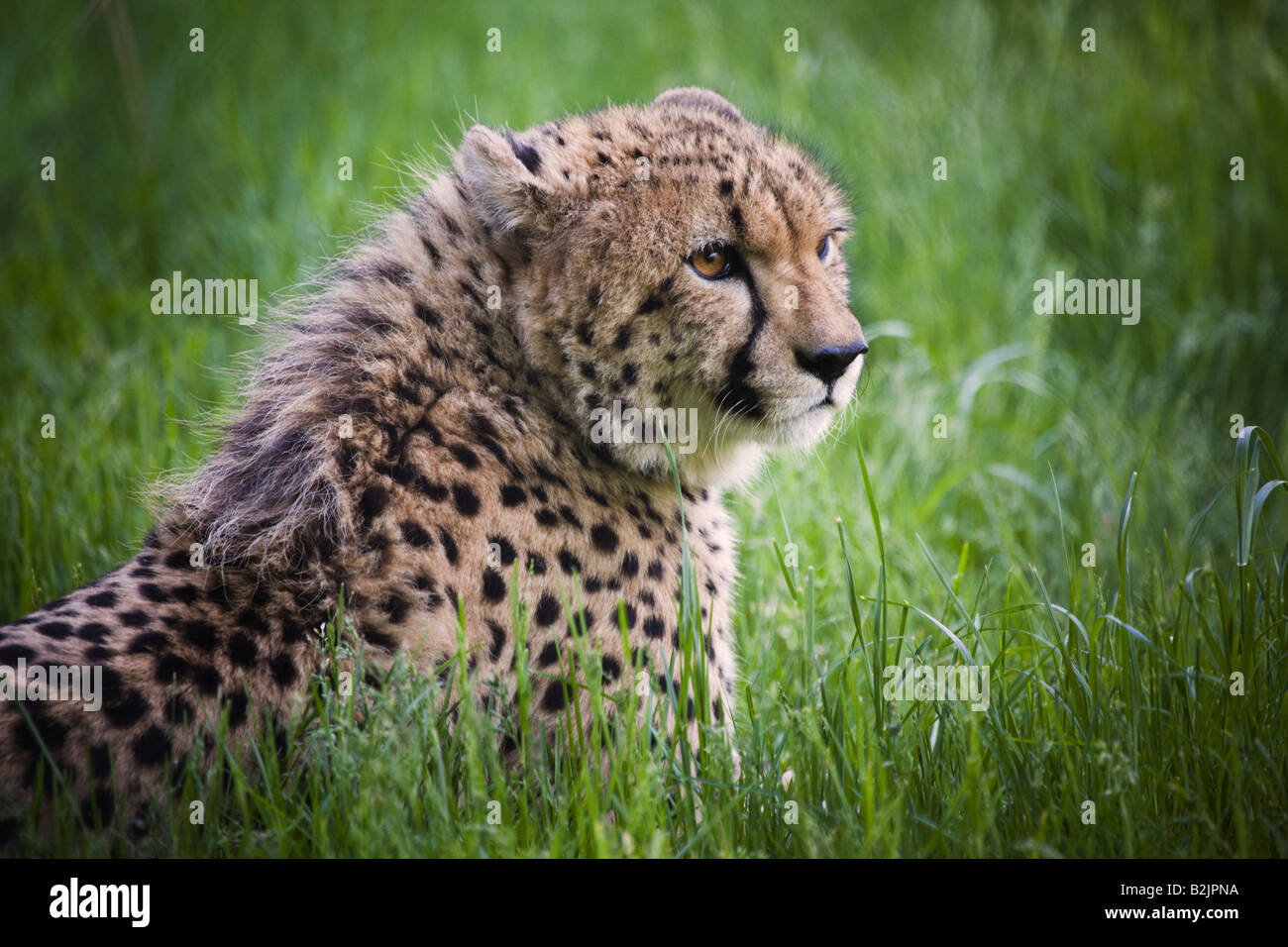 Cheetah captive hi-res stock photography and images - Alamy