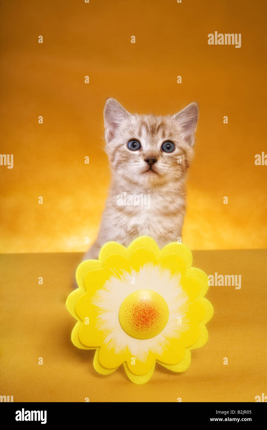 Cute kitten with yellow daisy flower on golden background Stock Photo ...