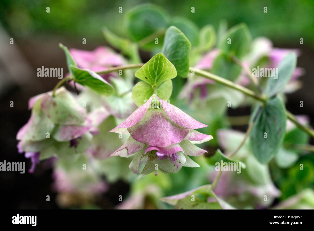 Ornamental origanum hi-res stock photography and images - Alamy