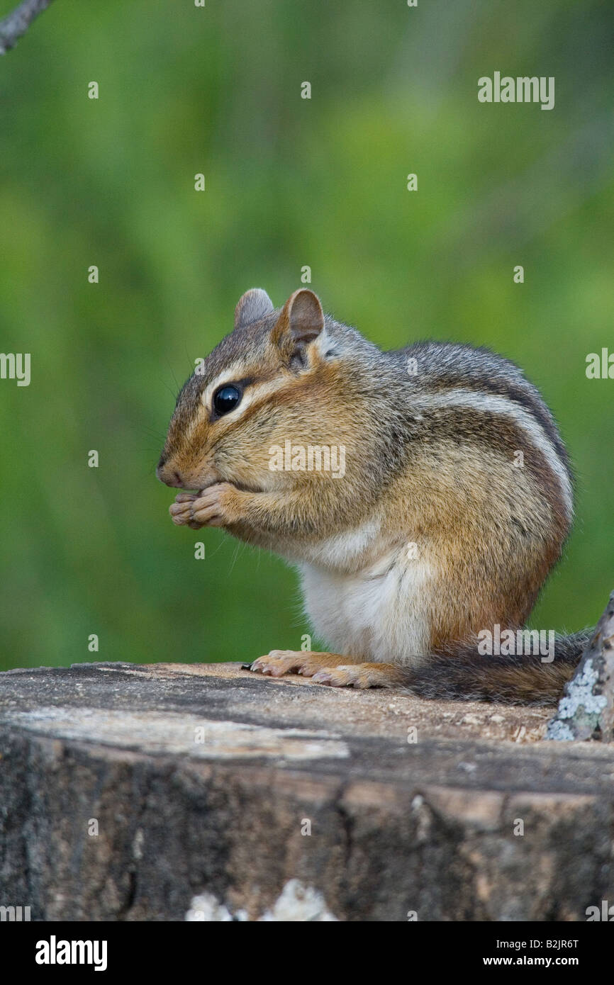 Fat chipmunk hi-res stock photography and images - Alamy