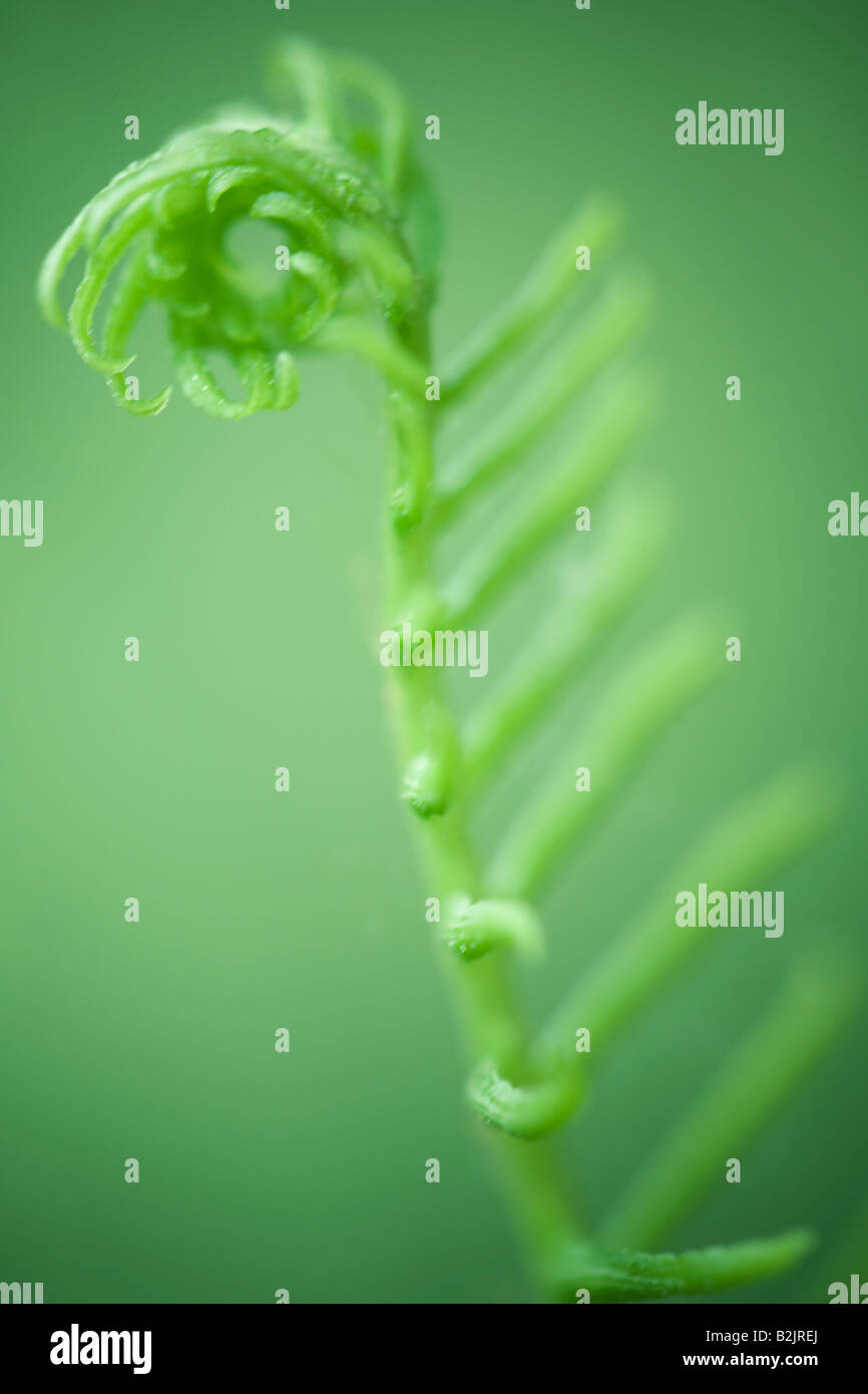Sprouting fern hi-res stock photography and images - Alamy