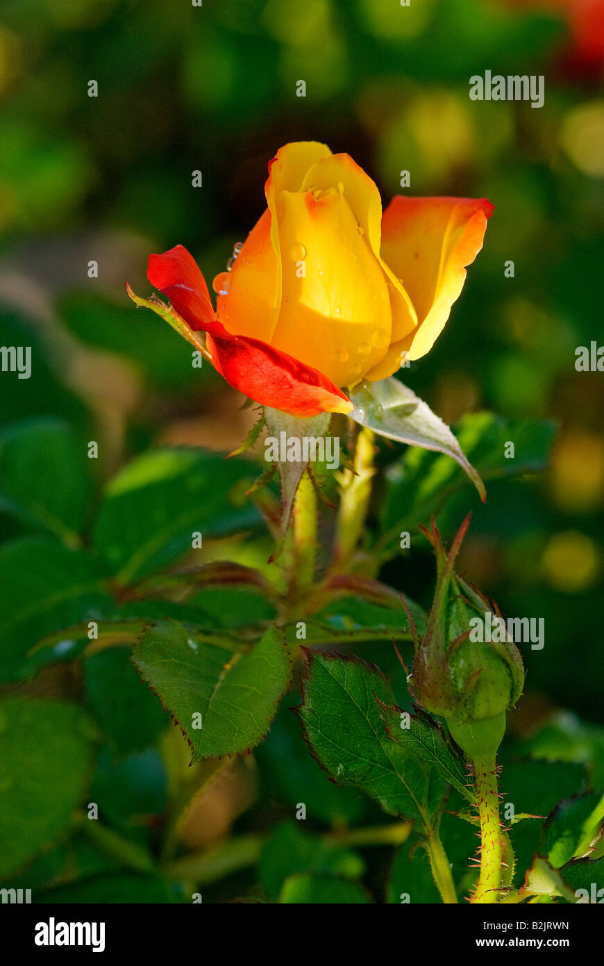 Florabunda hi-res stock photography and images - Alamy