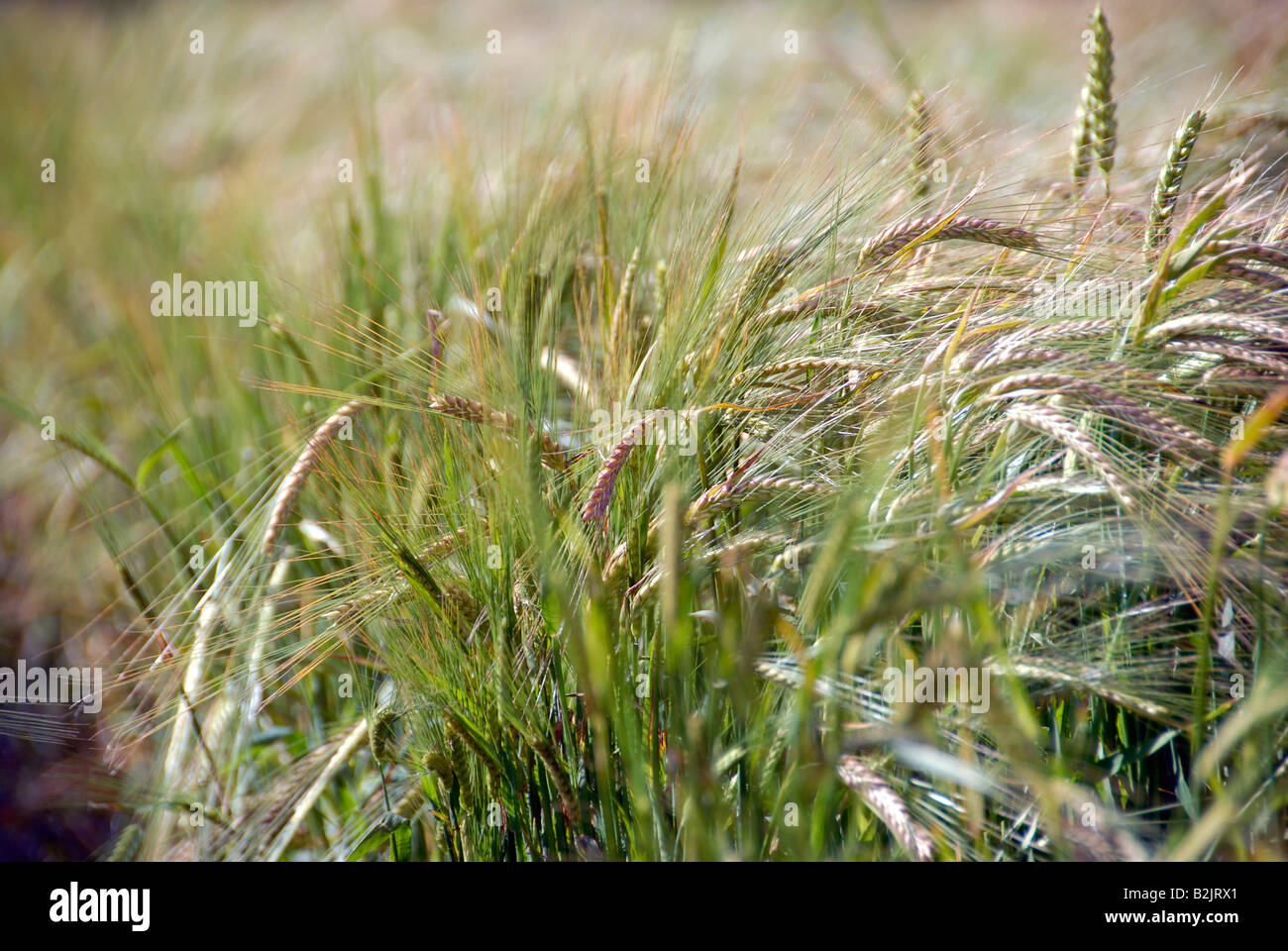 Field of barley ripening in the summer sun on a farm on the South Downs ...