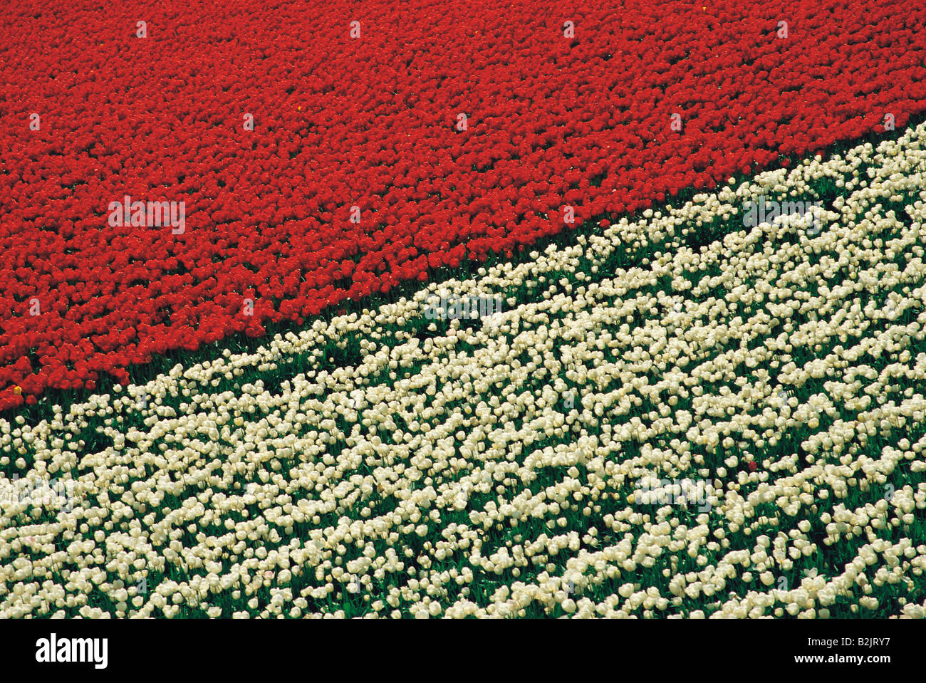 Aerial view of field of red &white tulips Stock Photo - Alamy