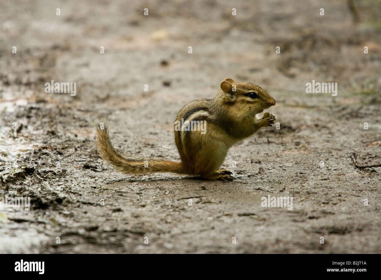 Chipmunk in the middle of the trail in the Royal Botanical Gardens ...