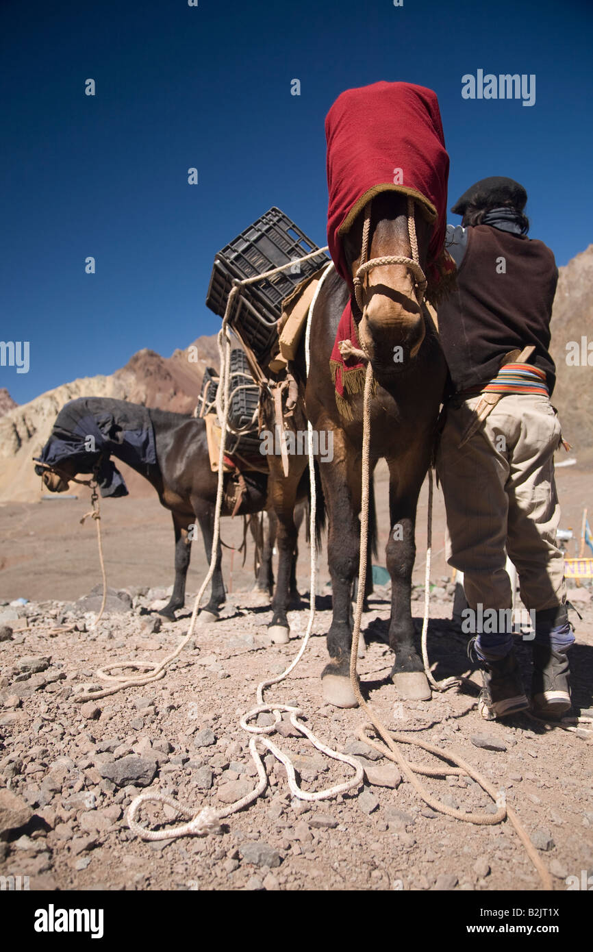 Saddle mule hi-res stock photography and images - Alamy