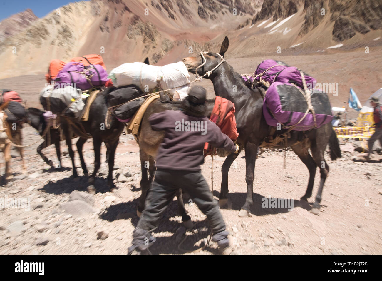 A mule driver tries to corral his mules at base camp on mount aconcagua ...