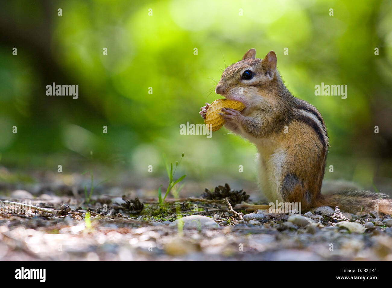 Furry chipmunk happily accepting handouts on a family camping trip ...