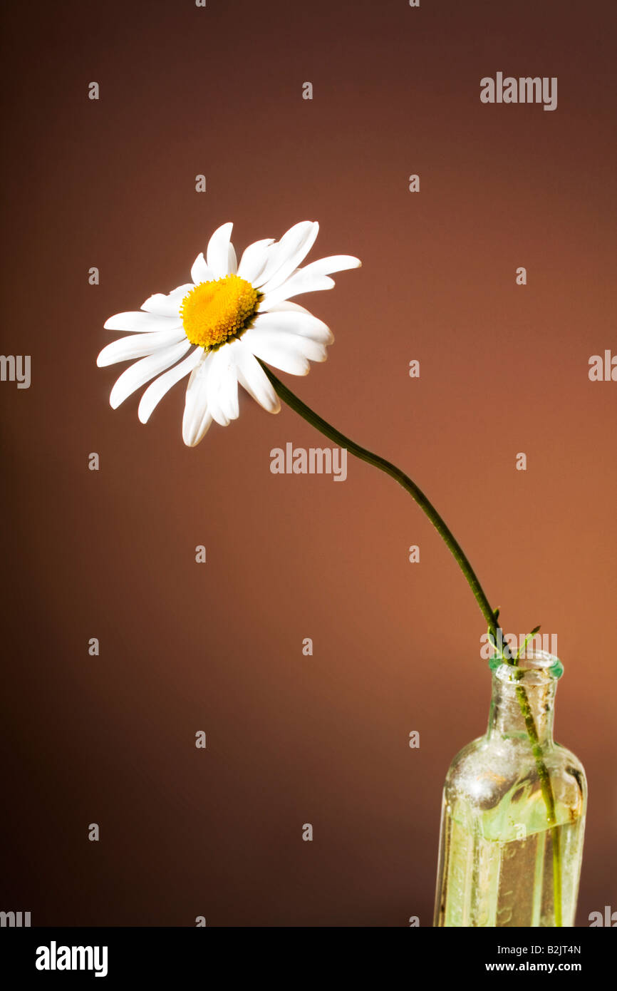 Simple daisy flower hi-res stock photography and images - Alamy