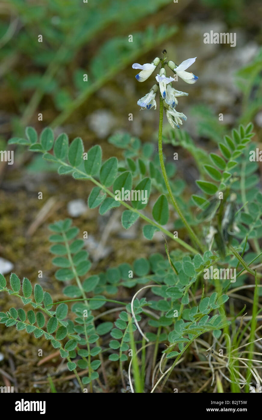 Alpine milk vetch hi-res stock photography and images - Alamy