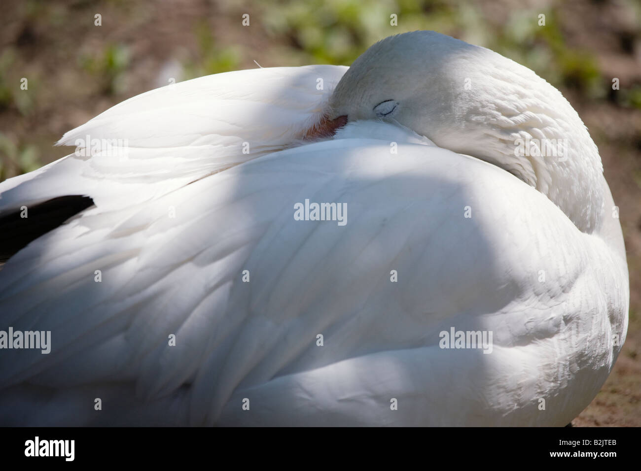 Swan sleeping hi-res stock photography and images - Alamy