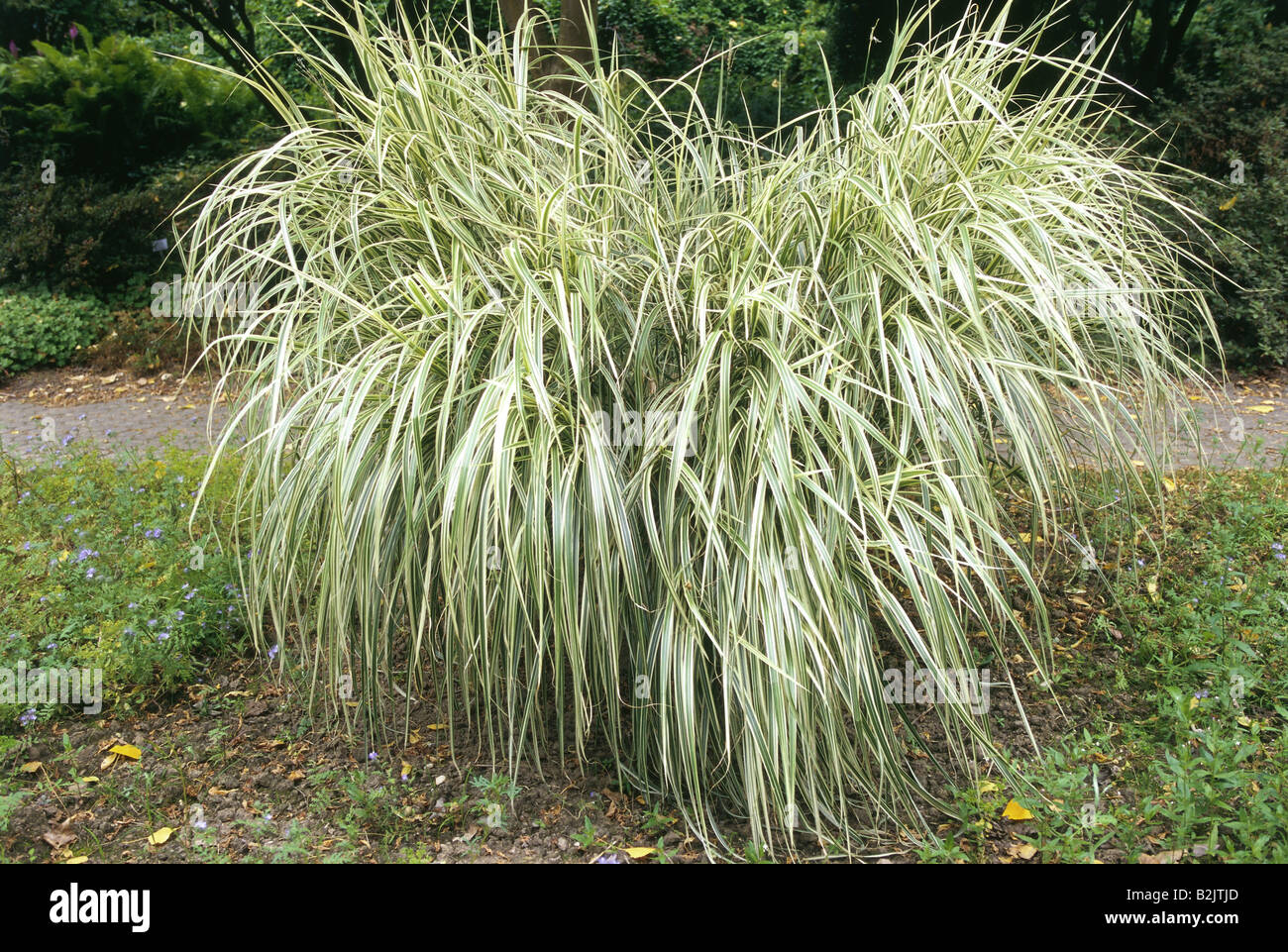 Chinese Grass