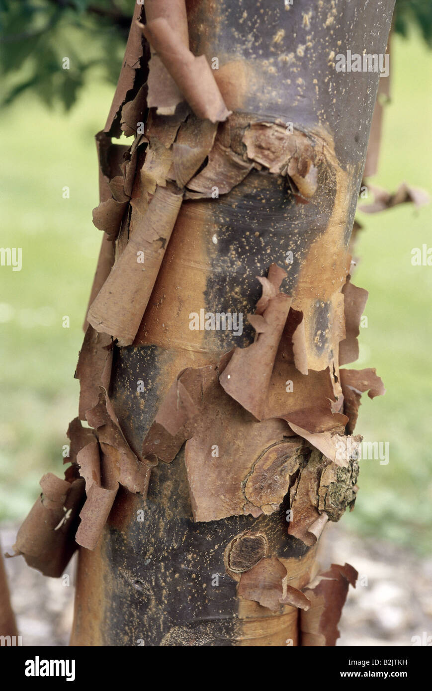 botany, Acer, Paperbark Maple (Acer griseum), tree bark, Additional ...