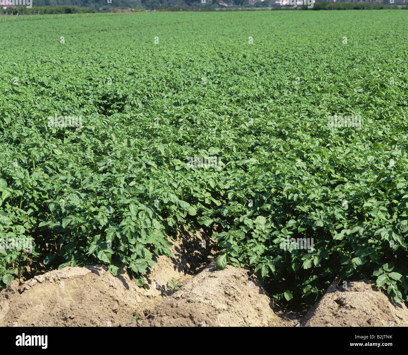 botany, "Potato" (Solanum tuberosum), field of potatoes, Luenen ...