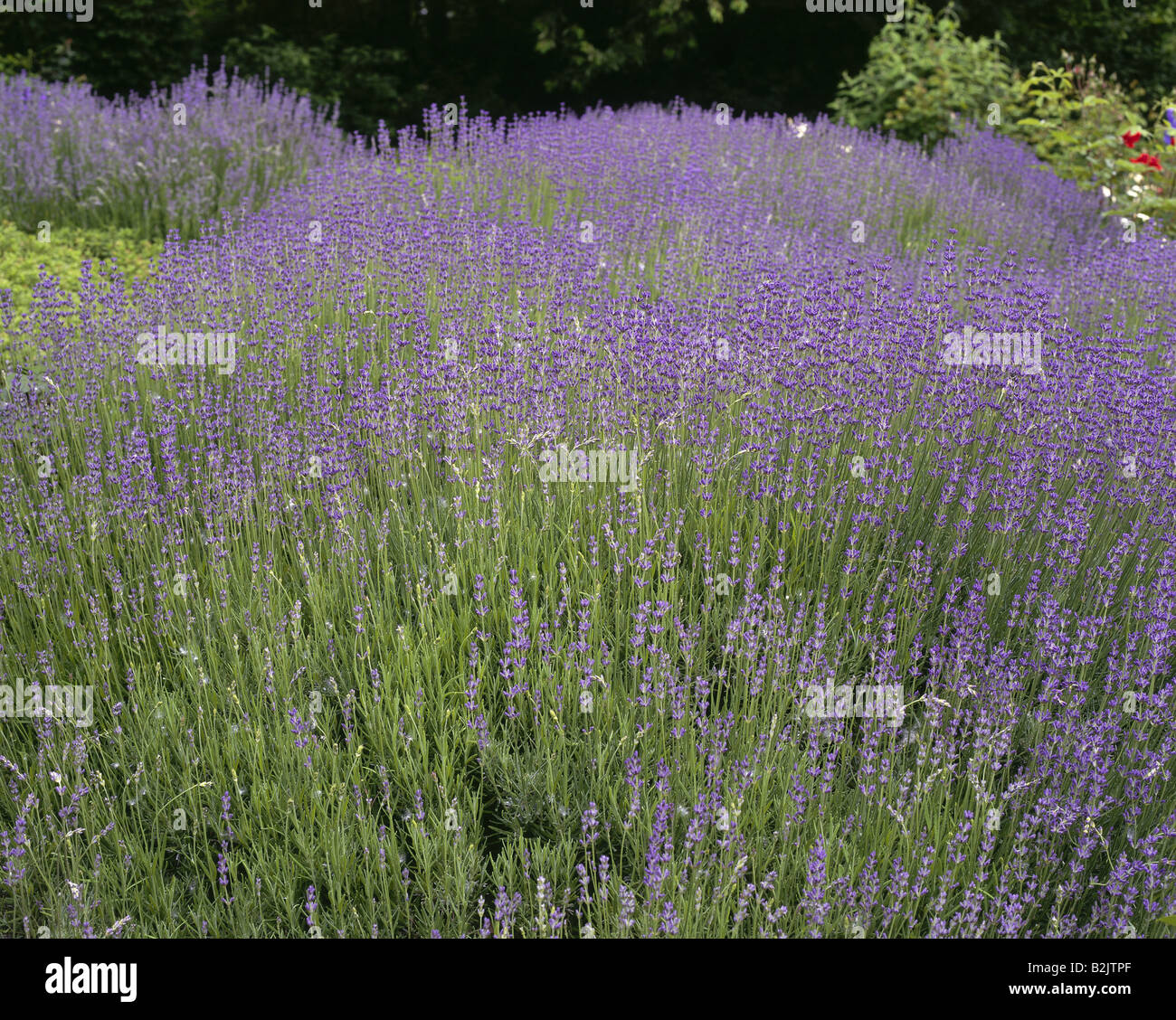 botany, Lavender (Lavandula angustifolia), Common Lavender on field ...