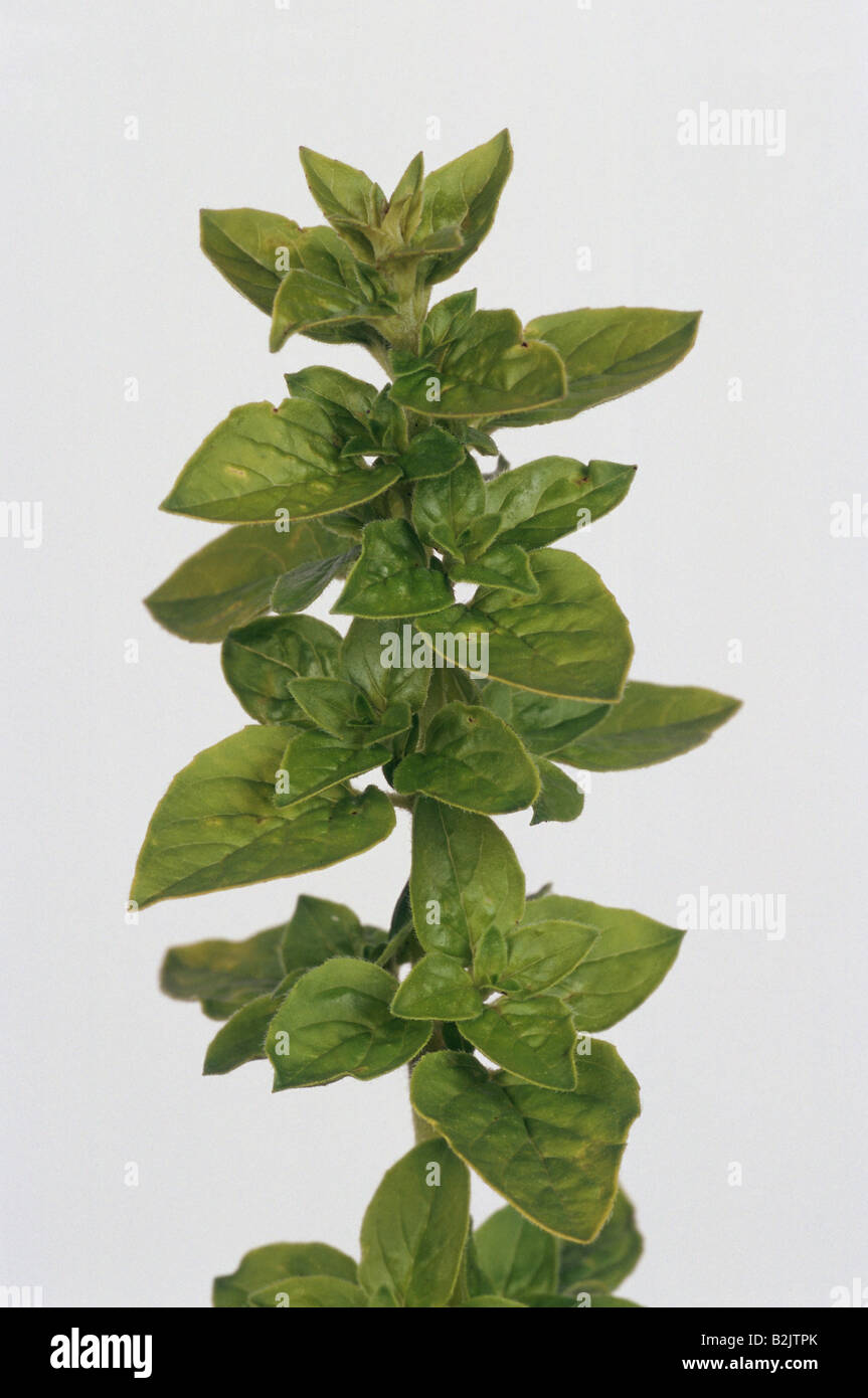 botany, Basil, (Ocimum basilicum), leaves at shoot, studio shot ...