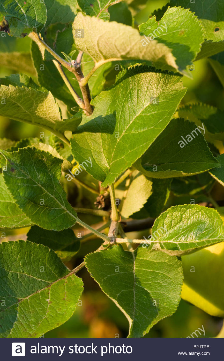 Bramley Apple Tree High Resolution Stock Photography and Images - Alamy