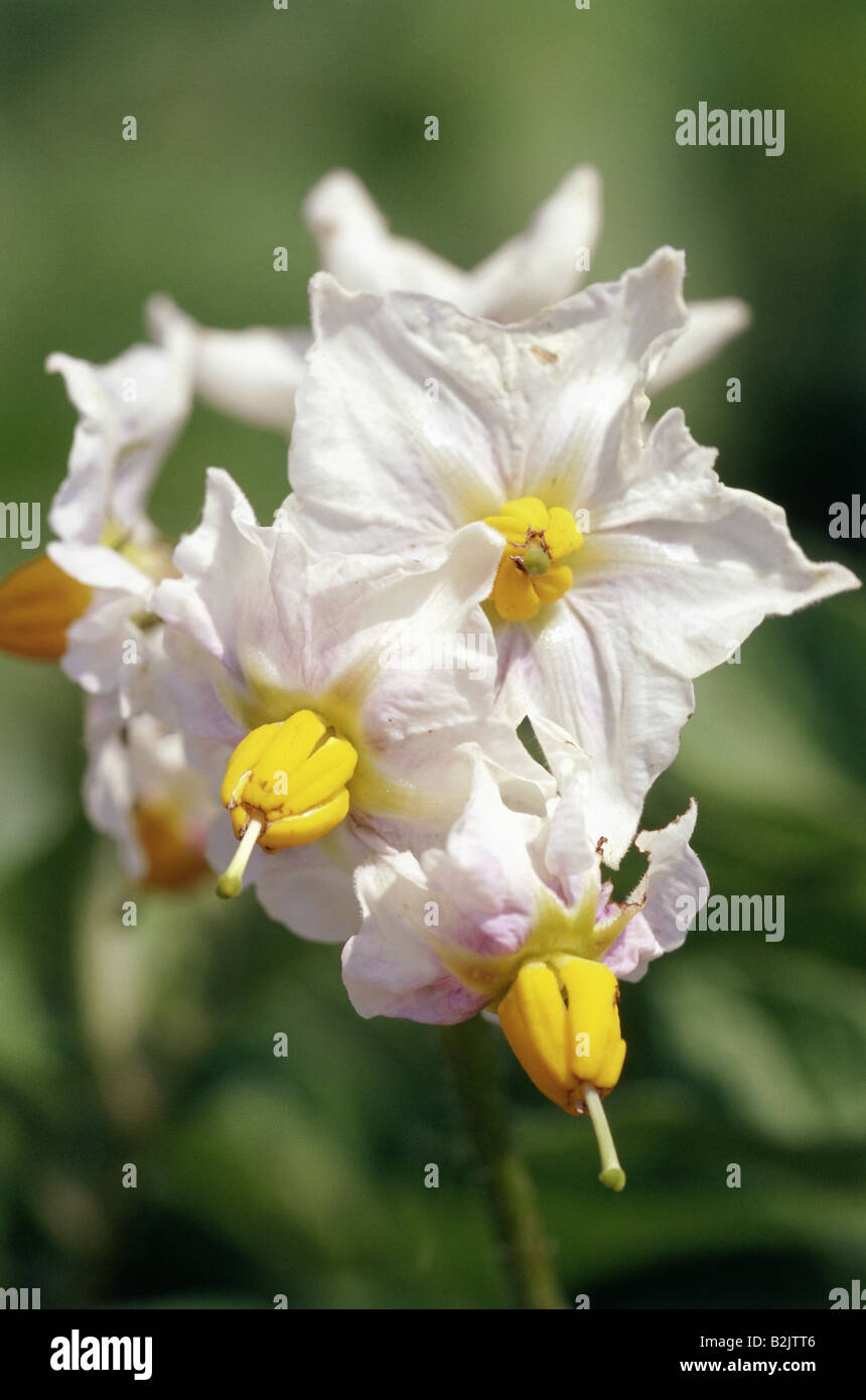 Blossom potato plant solanum tuberosum hi-res stock photography and ...