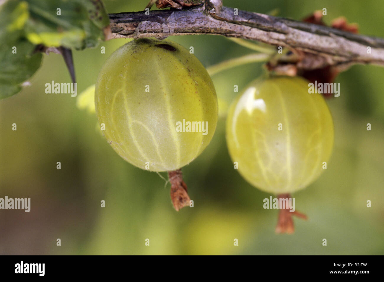 botany, Gooseberry, (Ribes uva-crispa), gooseberries at branch ...