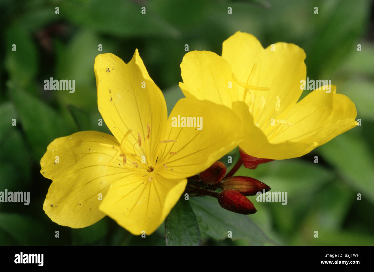 botany, evening primrose, (Oenothera), evening primrose, (Oenothera ...
