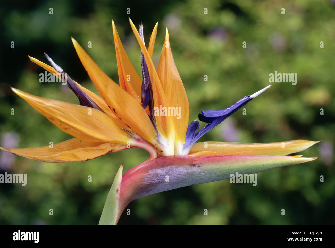 Botany strelitziaceae hi-res stock photography and images - Alamy