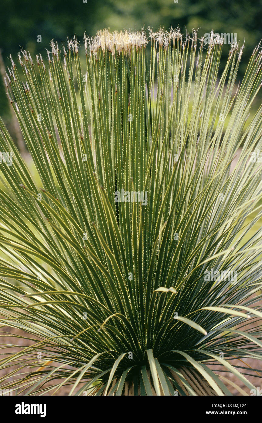 botany, Agavaceae, Great Desert Spoon (Dasylirion acrotrichum ...