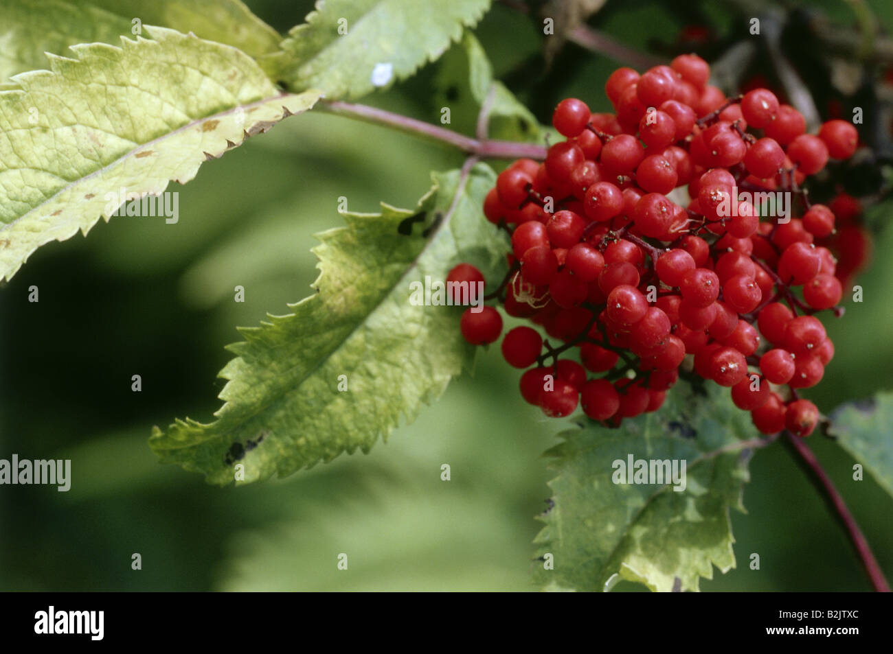 botany, Elderberry, (Sambucus), European Red Elder, (Sambucus racemosa ...