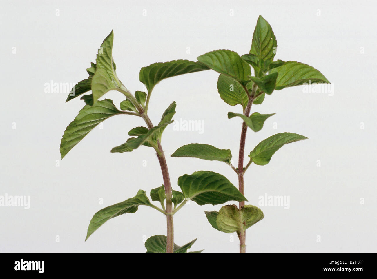 Menth mentha peppermint mentha piperita hi-res stock photography and ...