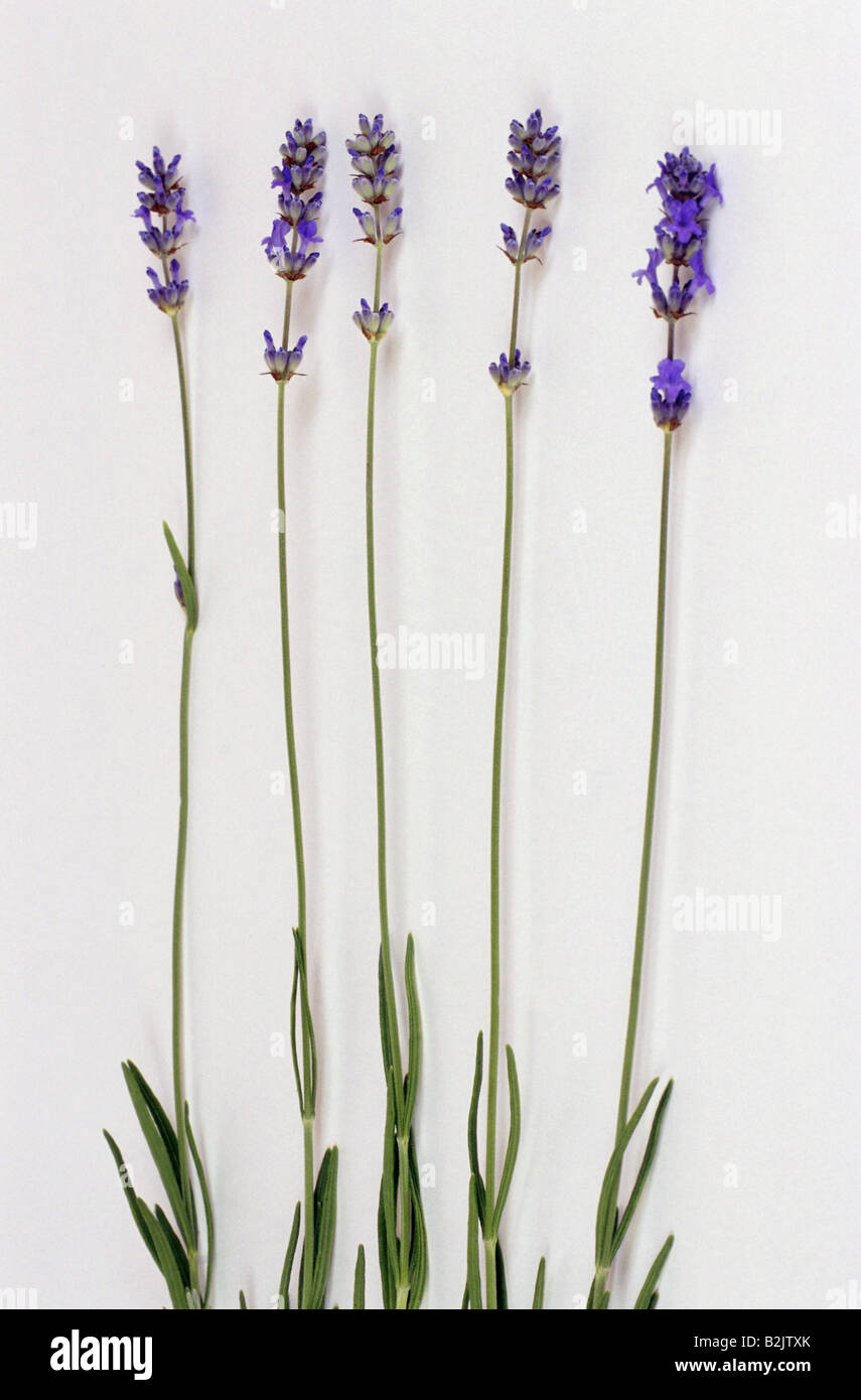 botany, Common Lavender, (Lavendula angustifolia), detail: lavender ...