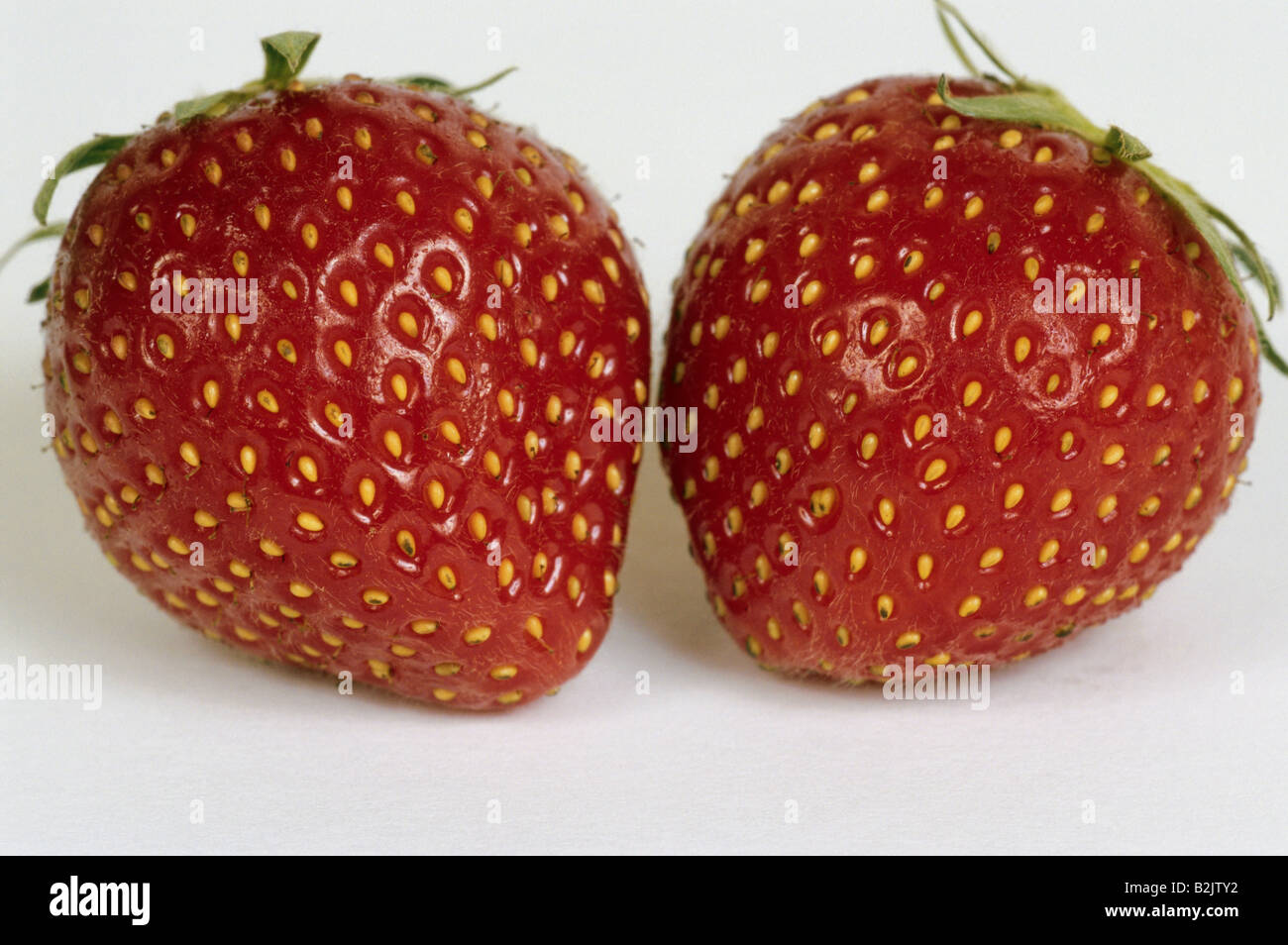 Fragaria chiloensis hi-res stock photography and images - Alamy