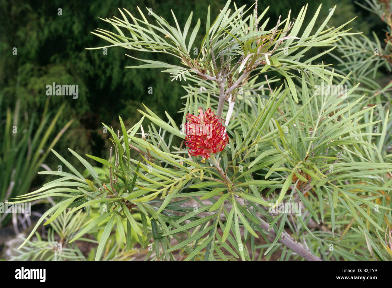 botany, Red silky oak (Grevillea banksii), bloom, Additional-Rights ...