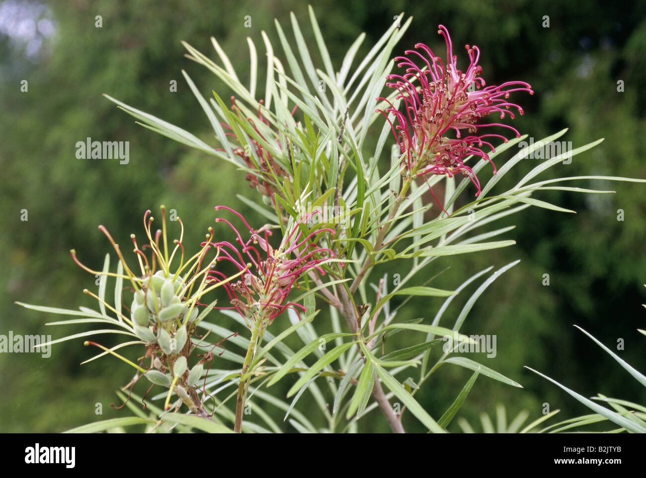 botany, Red silky oak (Grevillea banksii), bloom, Additional-Rights ...