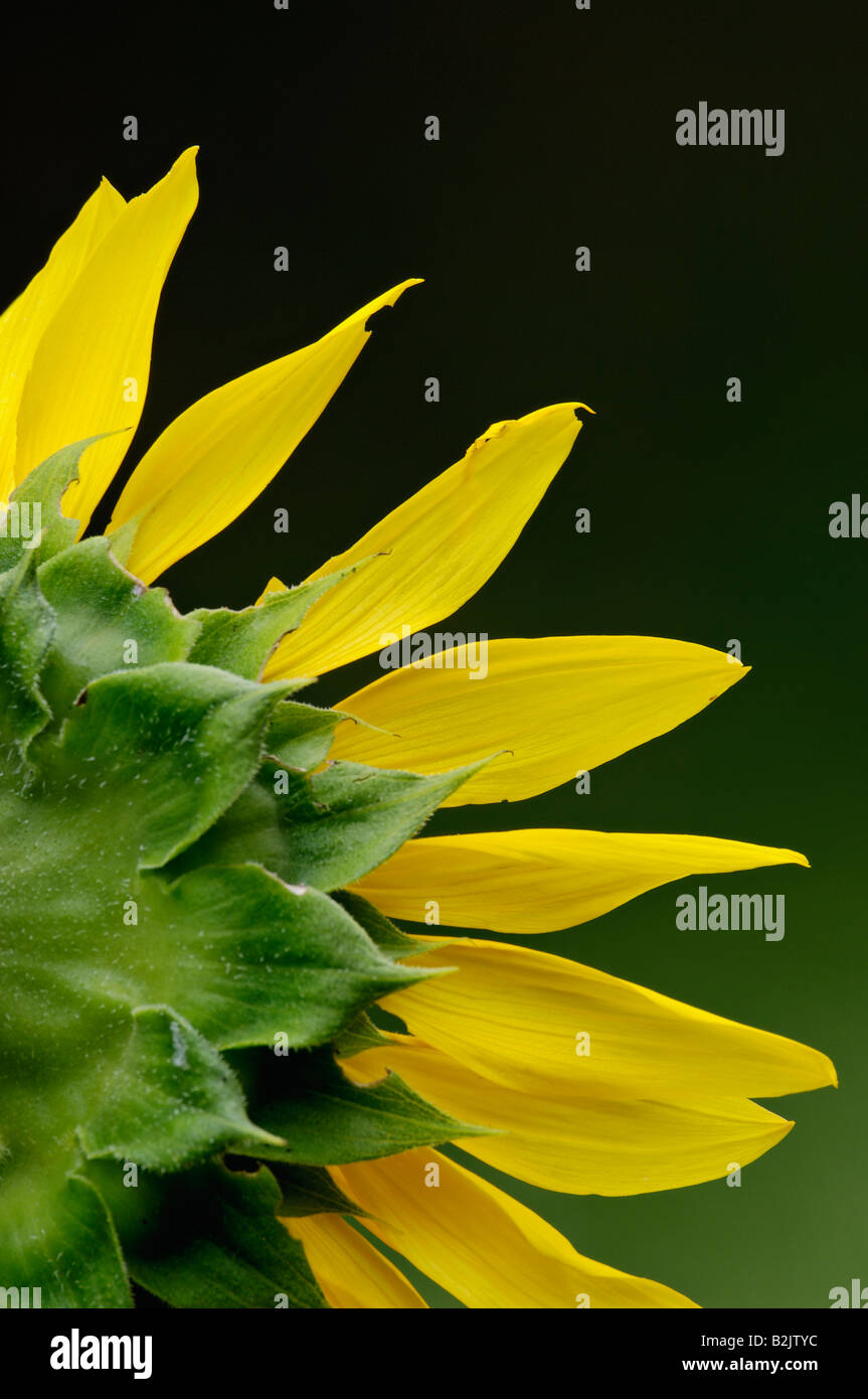 Close-up Photo of the Back of a Sunflower Head Stock Photo - Alamy