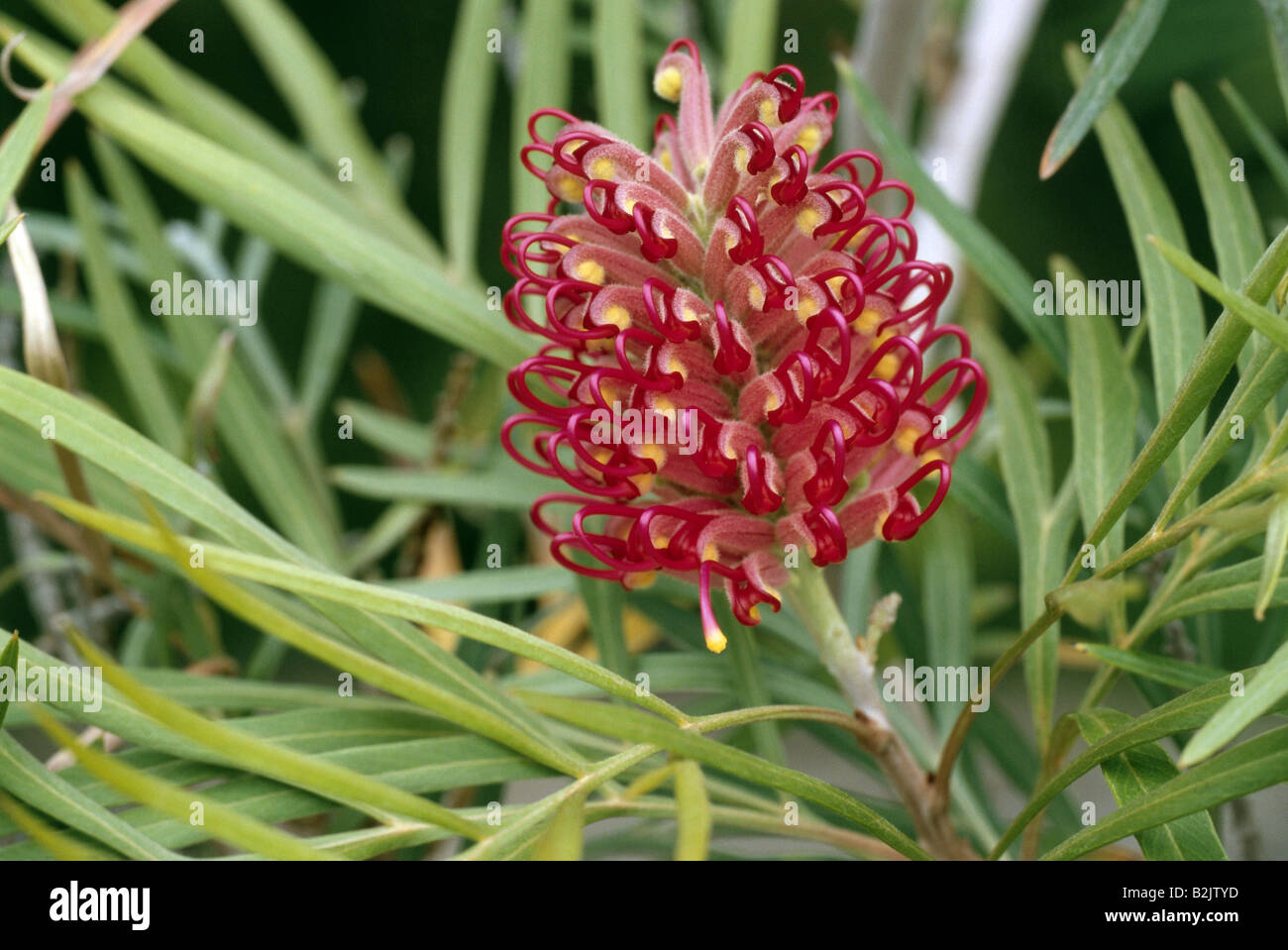 botany, Red silky oak (Grevillea banksii), bloom, Additional-Rights ...