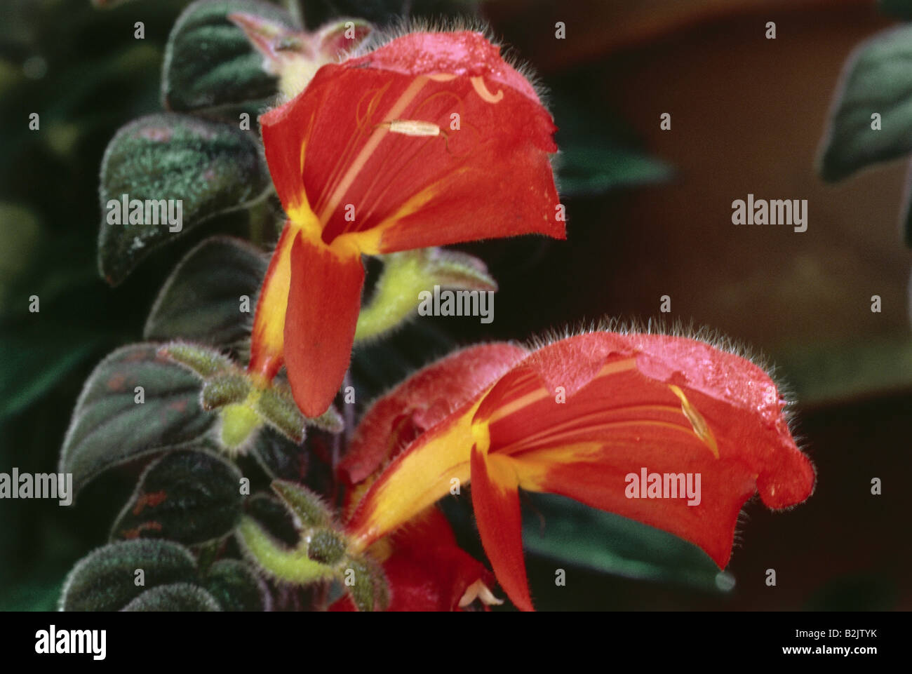 botany, Columnea, Columnea gloriosa, bloom, Additional-Rights-Clearance ...