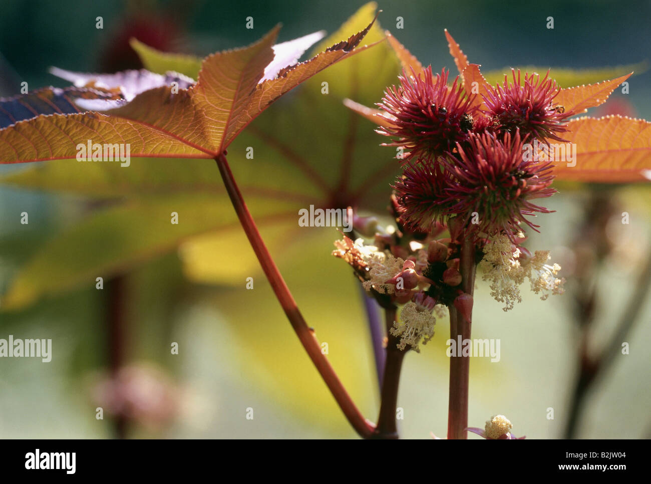 Ricinus communis leaf leaves hi-res stock photography and images - Alamy