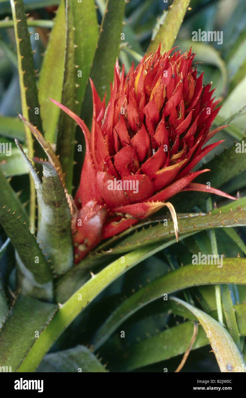 botany, Aechmea, "Aechmea recuruata", bloom, Additional-Rights ...