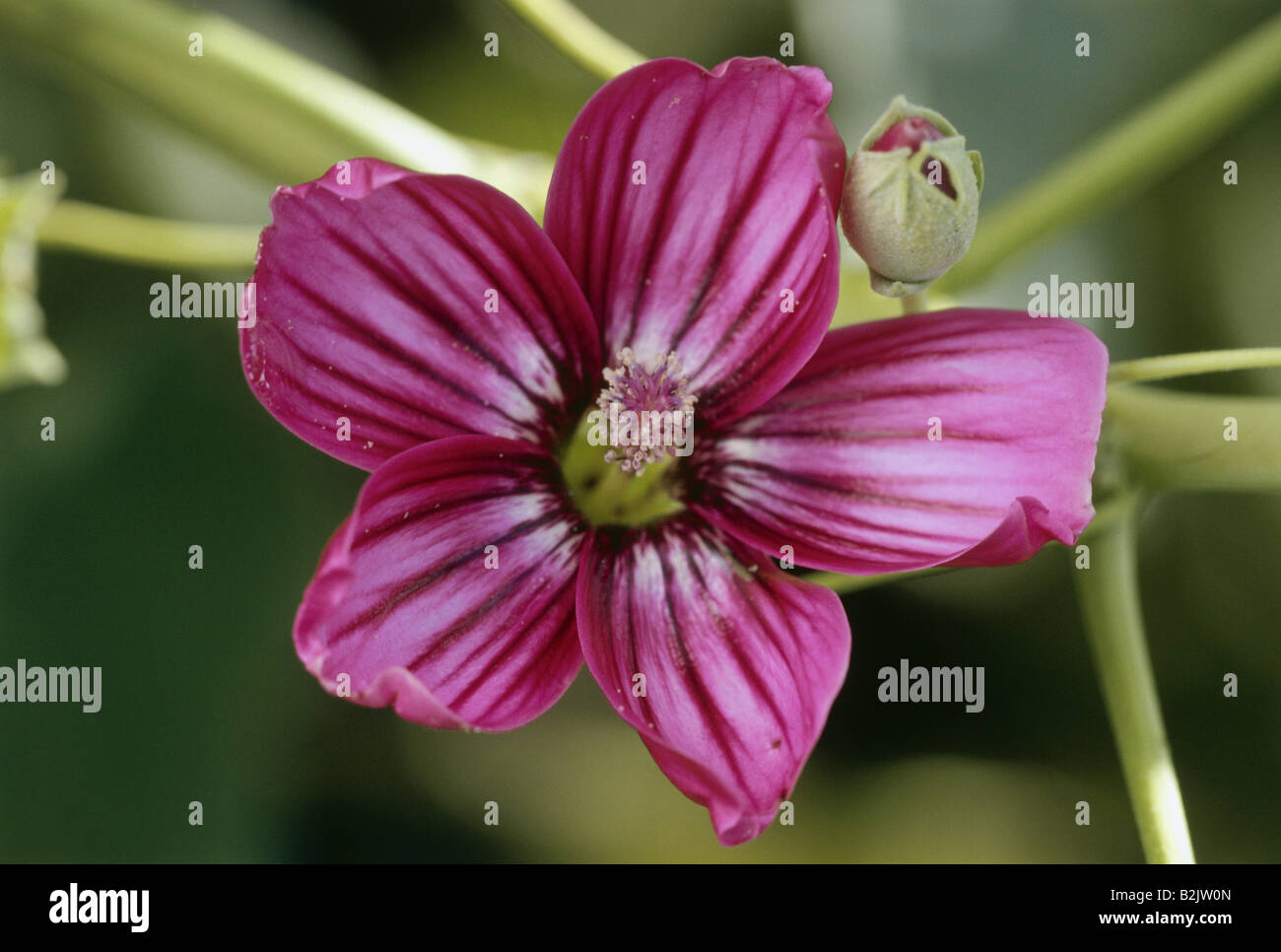 botany, Mission Mallow, (Lavatera assurgentiflora), bloom, Additional ...