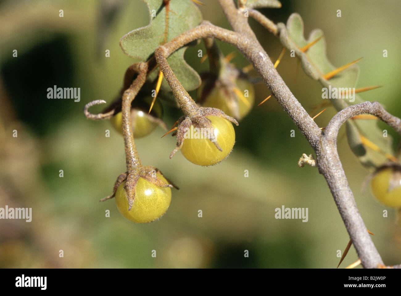 Solanum Pyracanthum Porcupine Tomato