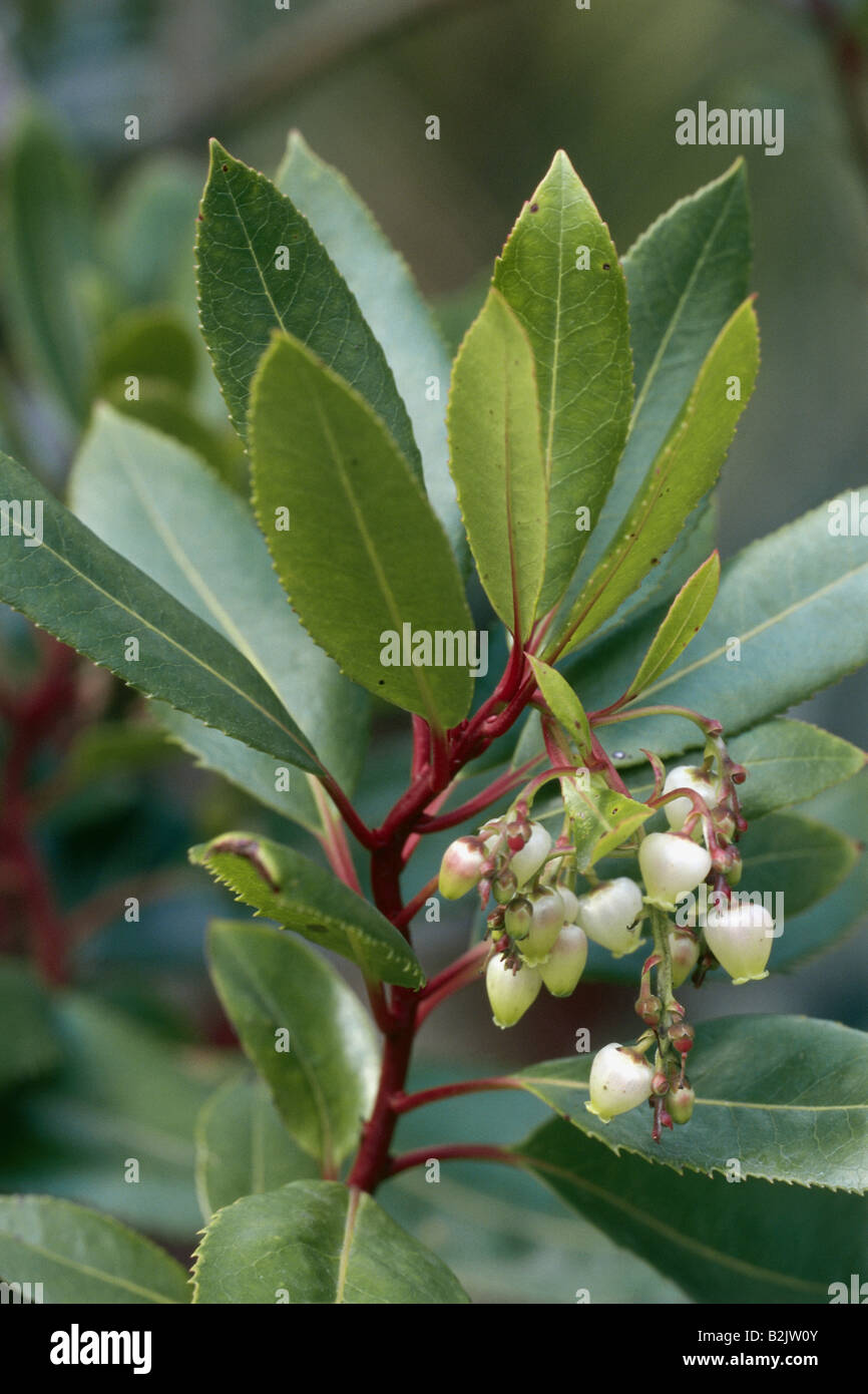 Strawberry tree arbutus unedo bloom hi-res stock photography and images ...