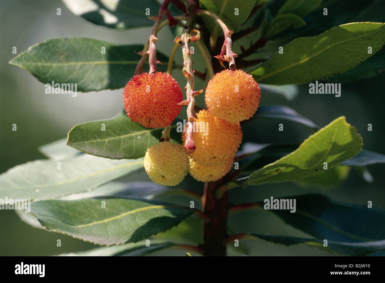 botany, Strawberry Tree (Arbutus unedo), fruits at branch, Additional ...