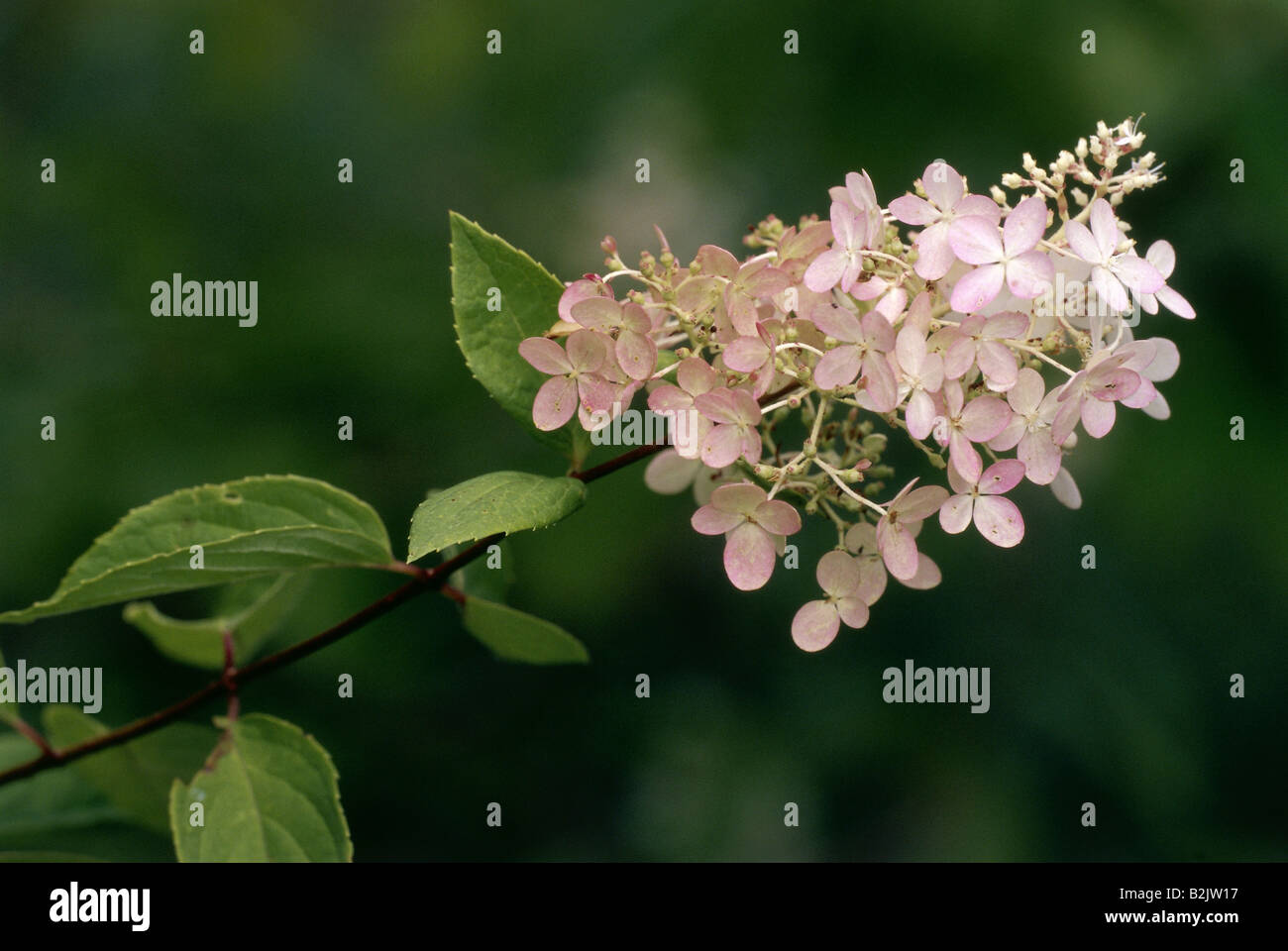 Hortensia paniculata hercules hi-res stock photography and images - Alamy