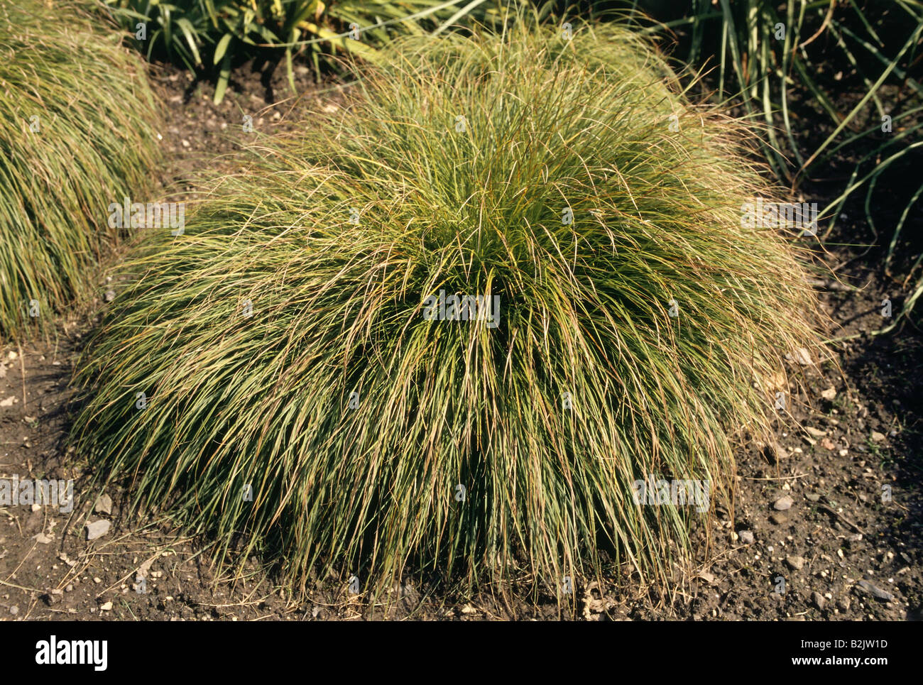 Harefoot sedge carex leorina hi-res stock photography and images - Alamy