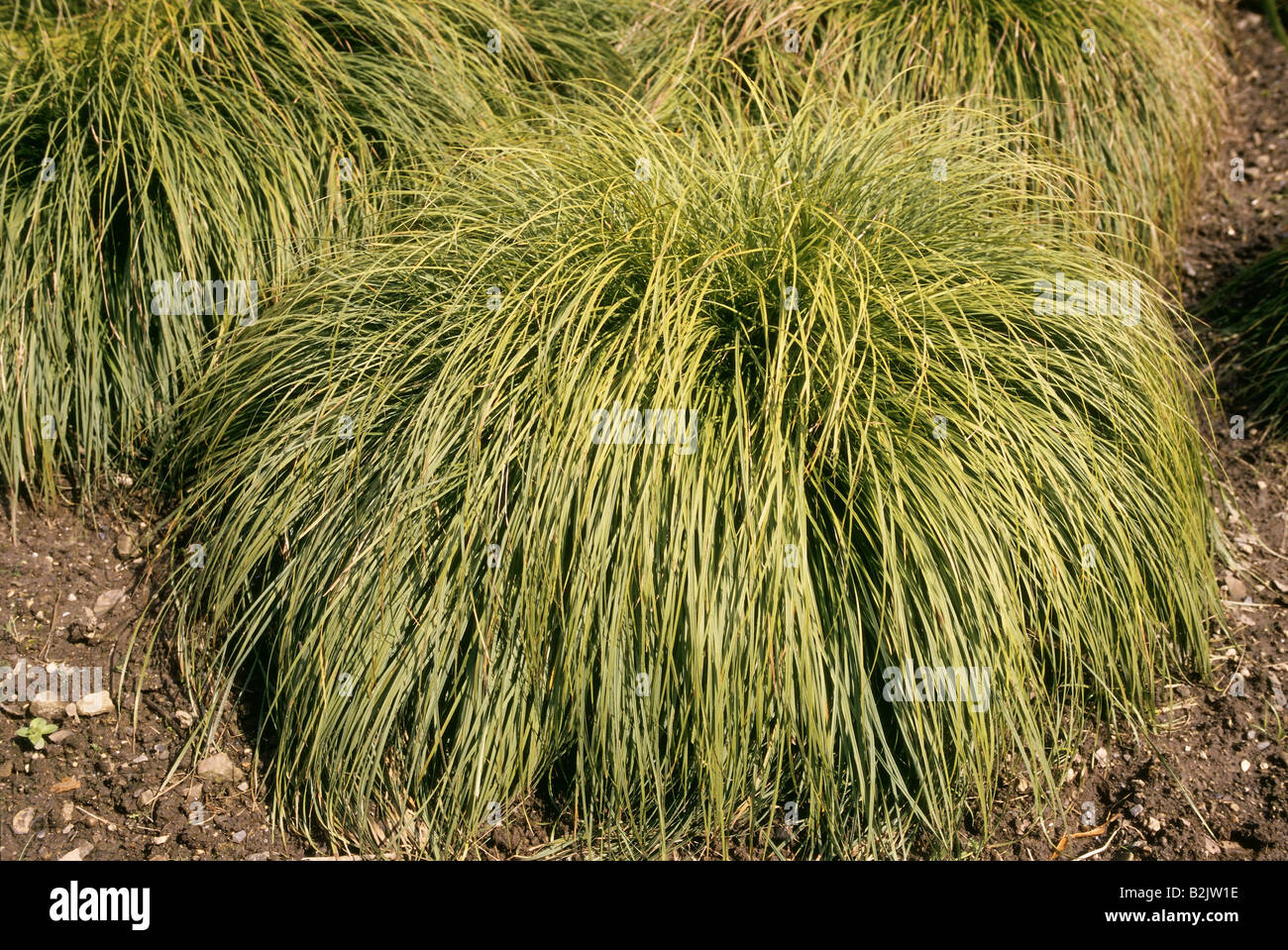 botany, Harefoot Sedge (Carex leorina), shrub, Additional-Rights ...