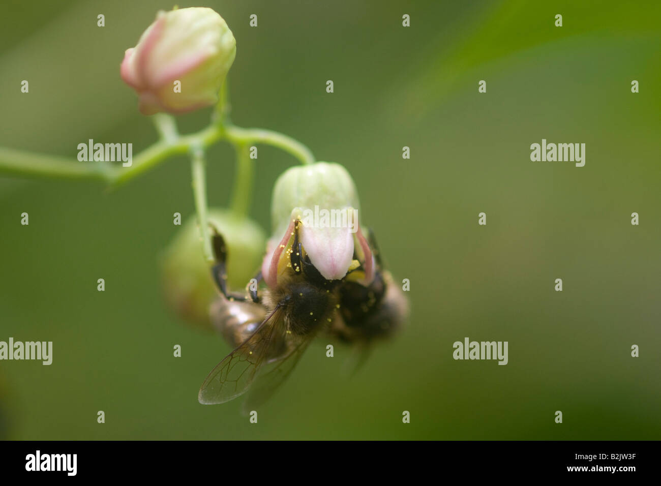 Two bees collecting pollen from a flower Stock Photo - Alamy