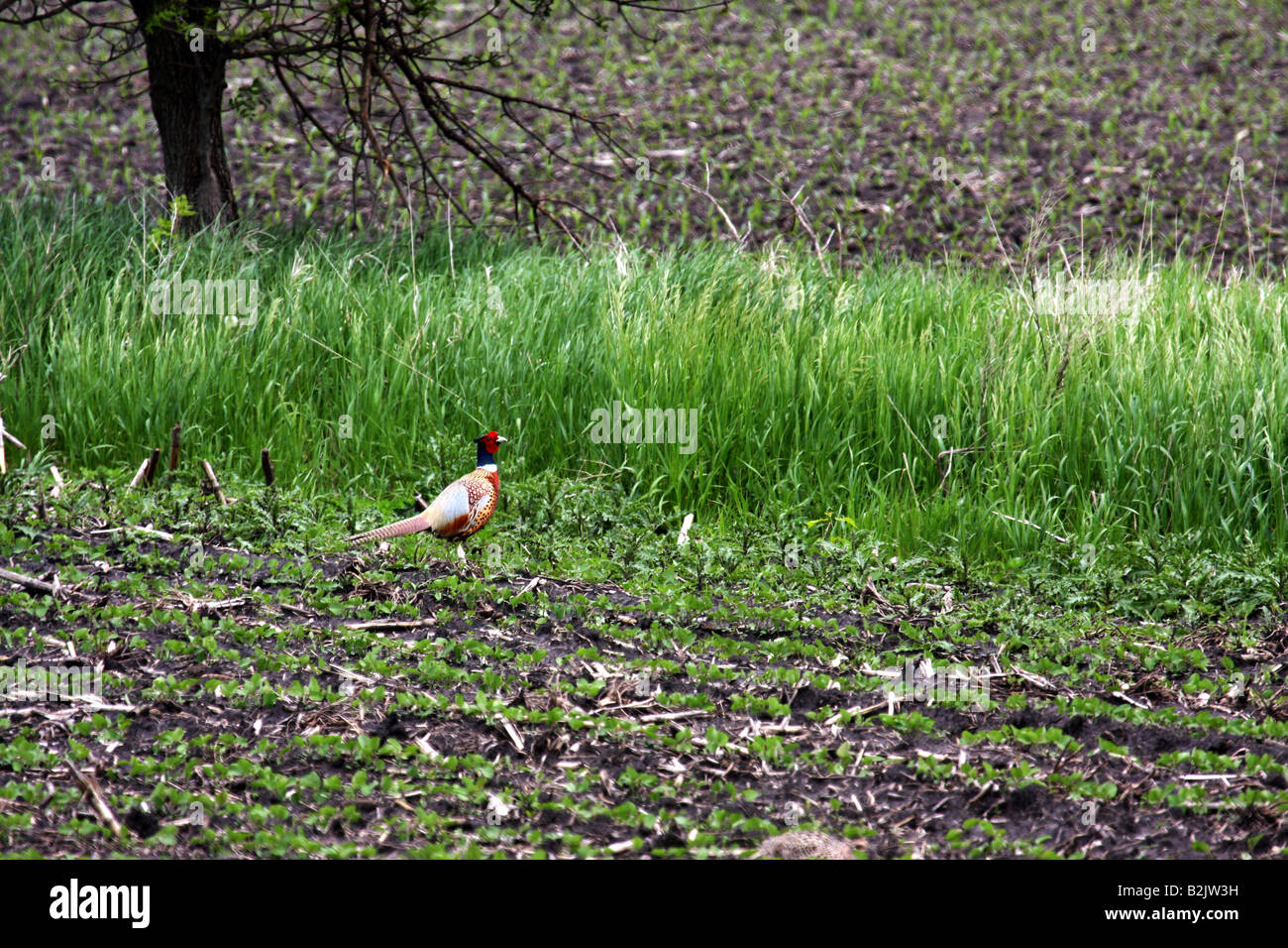 Male Ringnecked Pheasant in field Stock Photo - Alamy