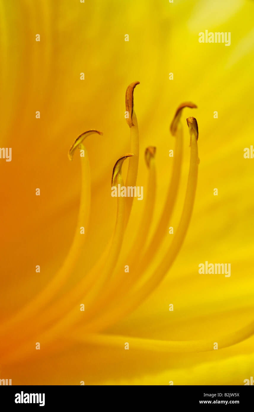 Close up of a Daylilly Stamen Stock Photo - Alamy