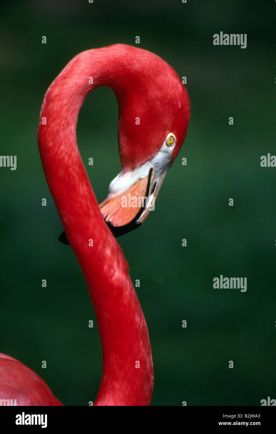 Pink flamingo hi-res stock photography and images - Alamy
